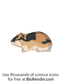 Free Lemming (Lemmus lemmus) Icons, Symbols & Images | BioRender