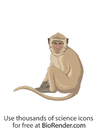 Free Cynomolgus monkey (male) Icons, Symbols & Images | BioRender