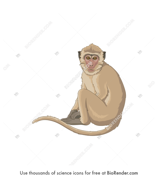 Free Cynomolgus monkey (male) Icons, Symbols & Images | BioRender