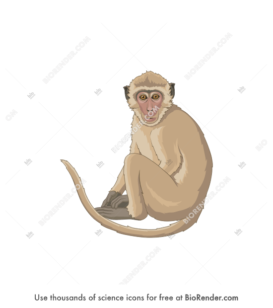 Free Cynomolgus monkey (female) Icons, Symbols & Images | BioRender