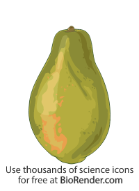 Free Papaya Icons, Symbols & Images | BioRender