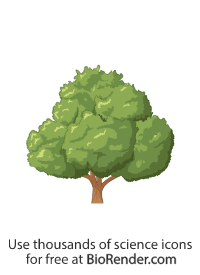 Free Ash tree Icons, Symbols & Images | BioRender