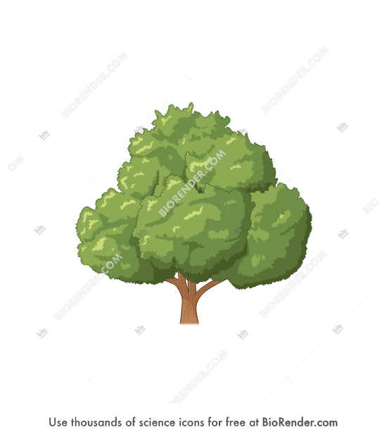 Free Ash tree Icons, Symbols & Images | BioRender