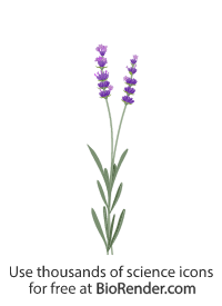 Free Lavender Icons, Symbols & Images | BioRender