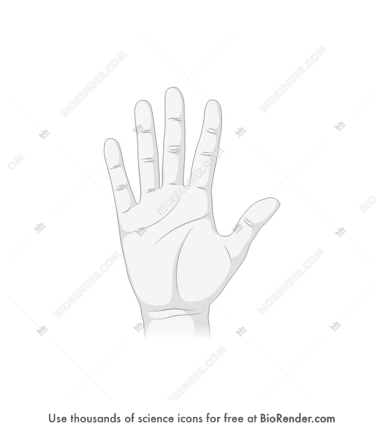 Free Hand (palmar view) Icons, Symbols & Images | BioRender