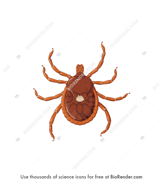 Free Lone star tick (Amblyomma americanum, female) Icons, Symbols ...