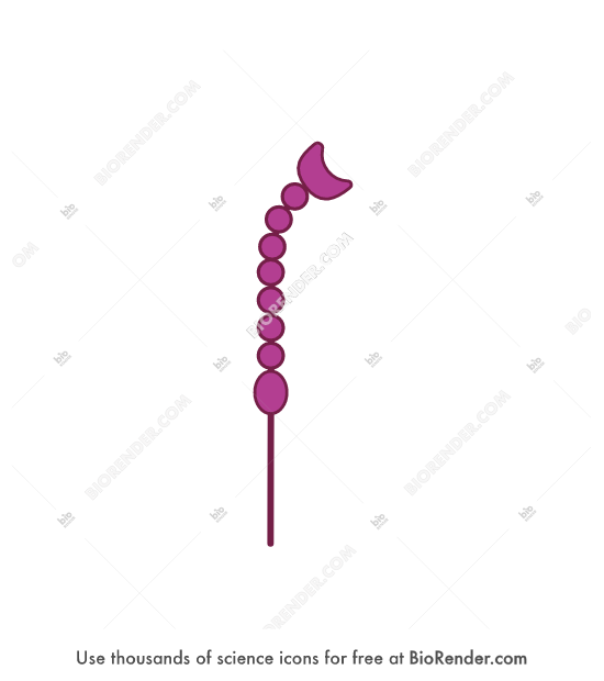 Free VLA-4 integrin (beta 1, monomer, extended) Icons, Symbols & Images | BioRender