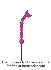 Free VLA-4 integrin (beta 1, monomer, extended) Icons, Symbols & Images ...