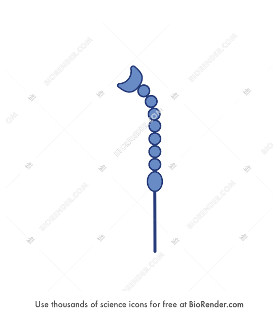 Free VLA-4 integrin (alpha 4, monomer, extended) Icons, Symbols ...