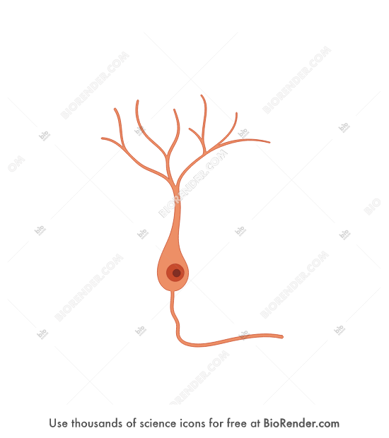 Free Granule neuron (immature, no dendritic spines) Icons, Symbols ...