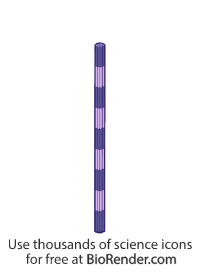 Free Collagen fibril Icons, Symbols & Images | BioRender