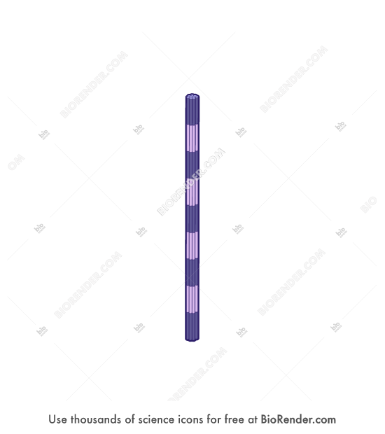 Free Collagen fibril Icons, Symbols & Images | BioRender