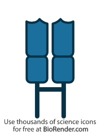 Free T cell receptor (TCR, short) Icons, Symbols & Images | BioRender