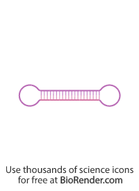 Free Small interfering RNA (siRNA, dumbbell) Icons, Symbols & Images ...