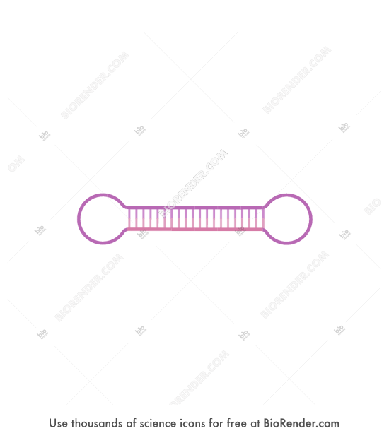 Free Small interfering RNA (siRNA, dumbbell) Icons, Symbols & Images ...
