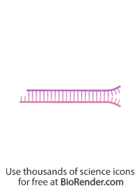 Free Small interfering RNA (siRNA, fork) Icons, Symbols & Images | BioRender