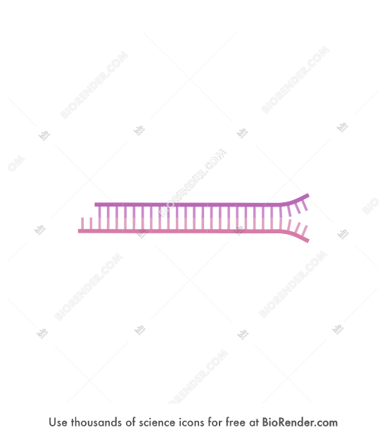 Free Small interfering RNA (siRNA, fork) Icons, Symbols & Images ...