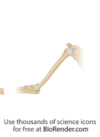 Free Shoulder and elbow (bones, bent arm) Icons, Symbols & Images ...