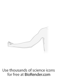 Free Arm (bent, anterior) Icons, Symbols & Images | BioRender