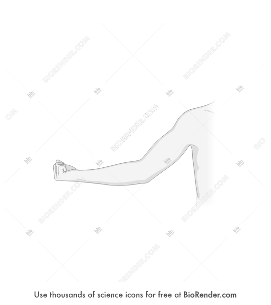 Free Arm (bent, anterior) Icons, Symbols & Images | BioRender