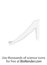 Free Arm (extended, anterior) Icons, Symbols & Images | BioRender