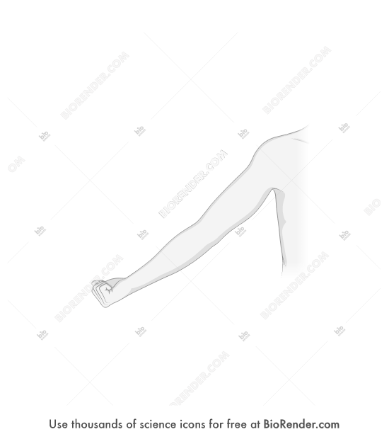 Free Arm (extended, anterior) Icons, Symbols & Images | BioRender