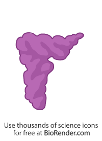 Free tRNA Icons, Symbols & Images | BioRender