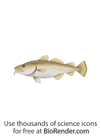 Free Atlantic cod (Gadus morhua) Icons, Symbols & Images | BioRender