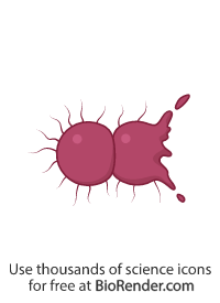 Free Cyanobacteria (capsule) Icons, Symbols & Images | BioRender