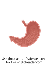 Free Stomach (cut) Icons, Symbols & Images | BioRender