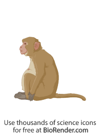 Free Rhesus macaque monkey (lateral, sitting, pregnant) Icons, Symbols ...