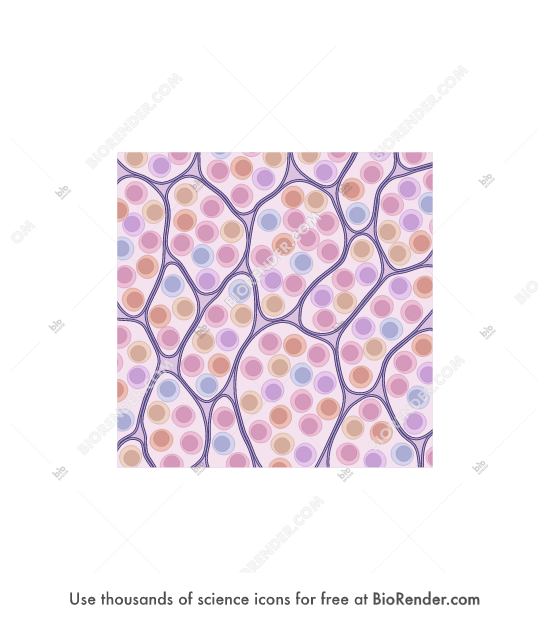 Free Anterior pituitary acinar structure (healthy) Icons, Symbols ...