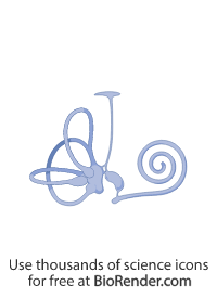 Free Inner ear (dissected) Icons, Symbols & Images | BioRender