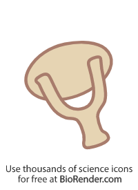 Free Stapes Icons, Symbols & Images | BioRender