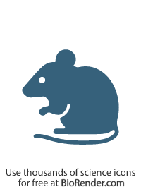 Free Mouse (symbol) 3 Icons, Symbols & Images | BioRender