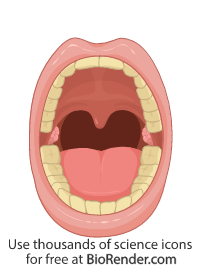 Free Mouth (with stained teeth) Icons, Symbols & Images | BioRender