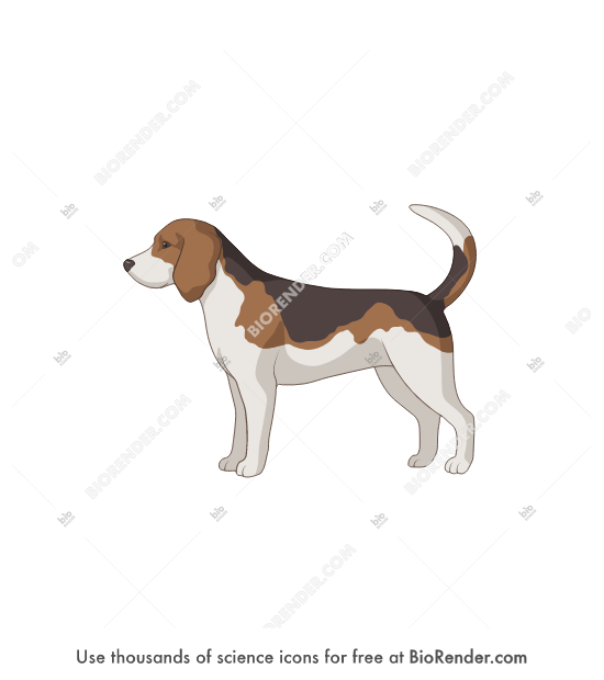 Free Dog (beagle) Icons, Symbols & Images | BioRender