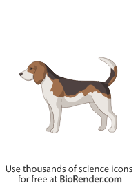 Free Dog (beagle) Icons, Symbols & Images | BioRender