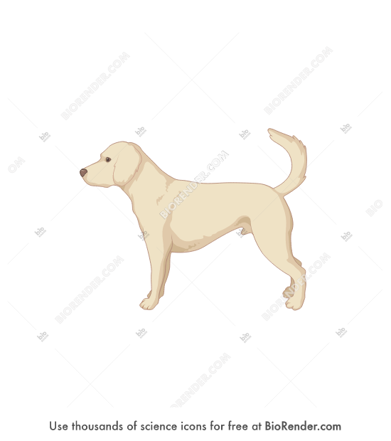 Free Dog (generic, male) Icons, Symbols & Images | BioRender
