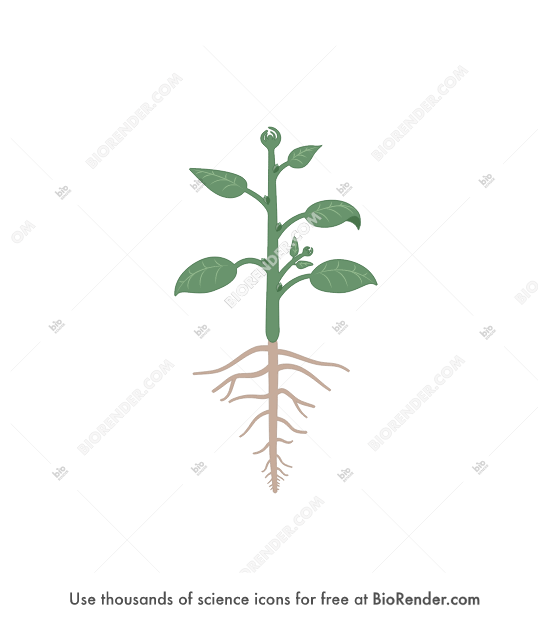 Free Plant (generic) 2 Icons, Symbols & Images | BioRender