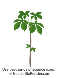 Free Horse chestnut tree (young) Icons, Symbols & Images | BioRender
