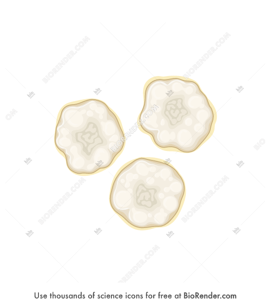 Free Trichophyton rubrum Icons, Symbols & Images | BioRender
