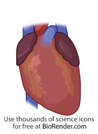 Free Mouse heart (supine, cropped vessels) Icons, Symbols & Images ...