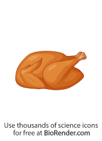 Free Cooked turkey Icons, Symbols & Images | BioRender