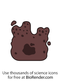 Free Endothelial cell 2 Icons, Symbols & Images | BioRender