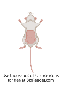 Free Mouse (supine, shaved for surgery) 2 Icons, Symbols & Images ...