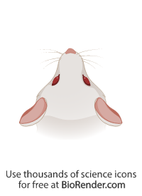 Free Mouse head (dorsal) Icons, Symbols & Images | BioRender
