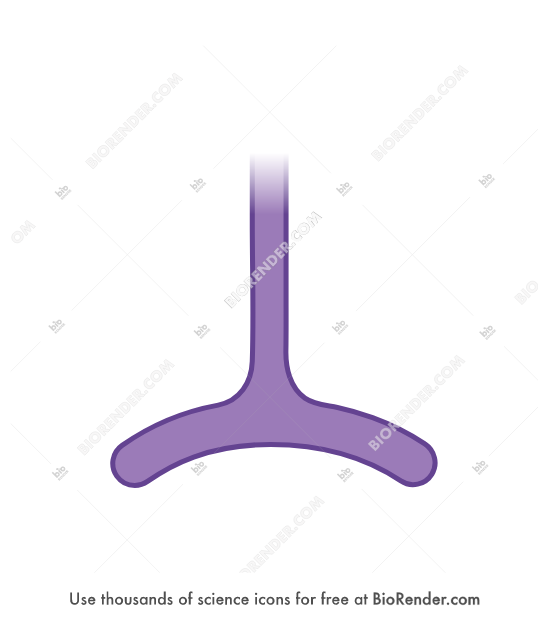 Free Astrocyte (end foot process 2) Icons, Symbols & Images | BioRender