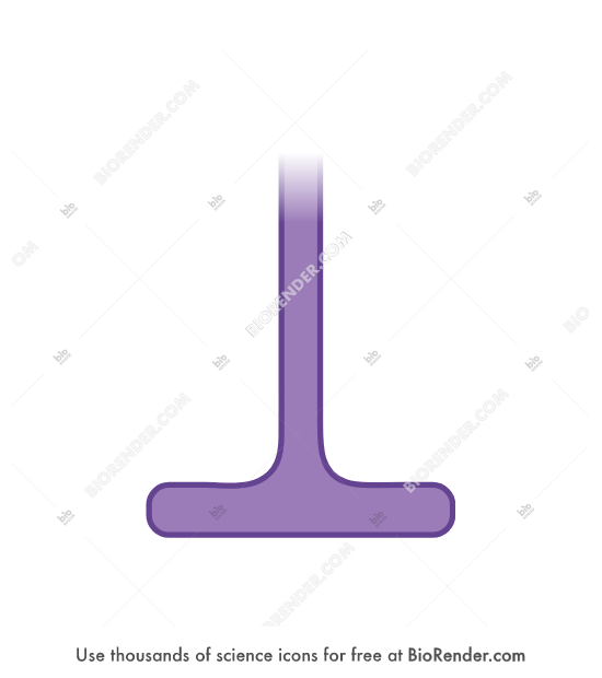 Free Astrocyte (end foot process 1) Icons, Symbols & Images | BioRender