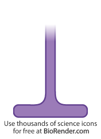 Free Astrocyte (end foot process 1) Icons, Symbols & Images | BioRender